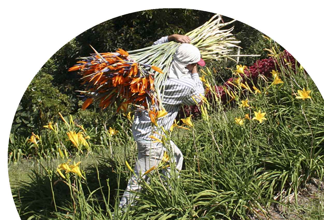 FLORISTERIA BOQUERON.CO | Los más hermosos bouquets